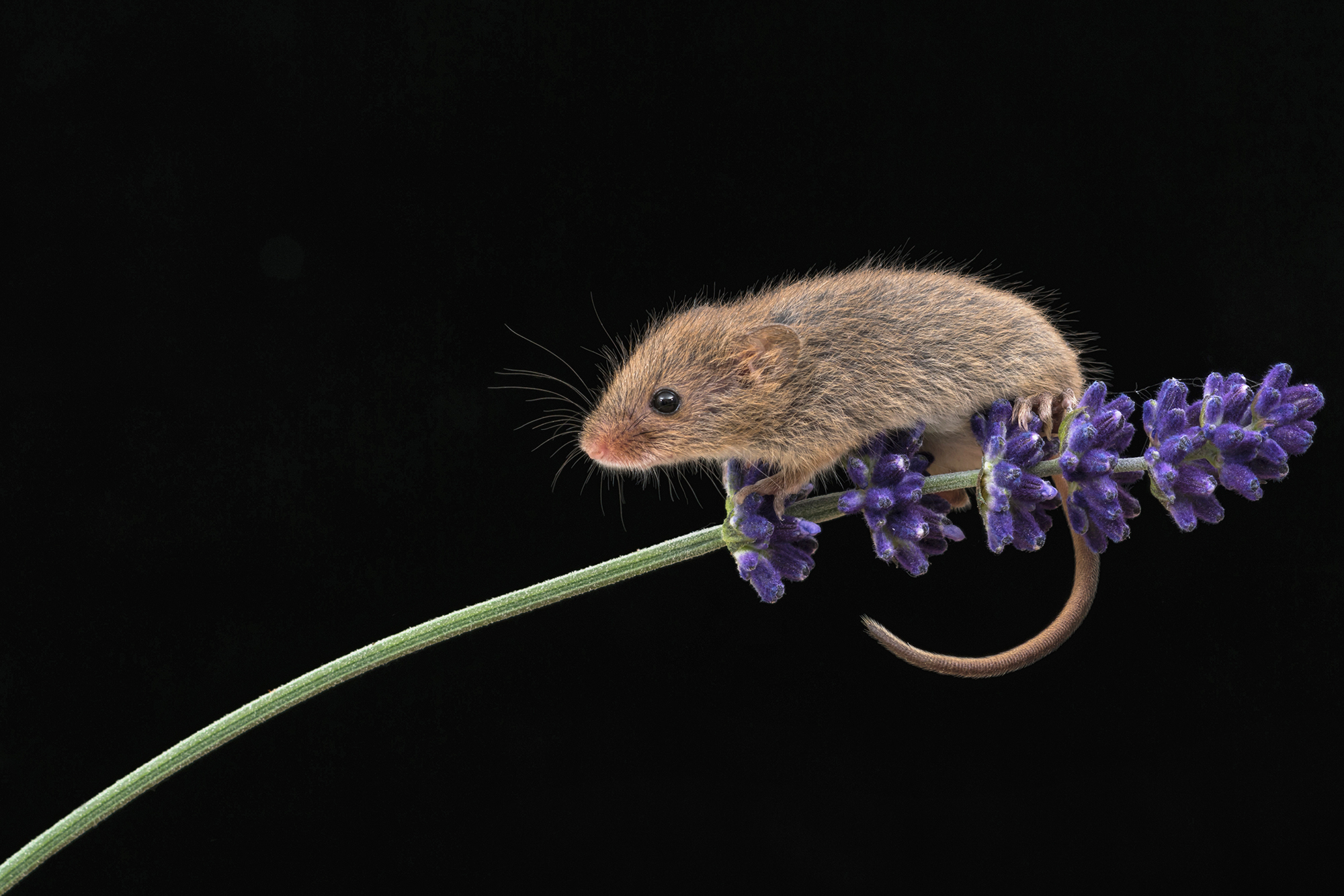 Masthead – Middle Mouse Press